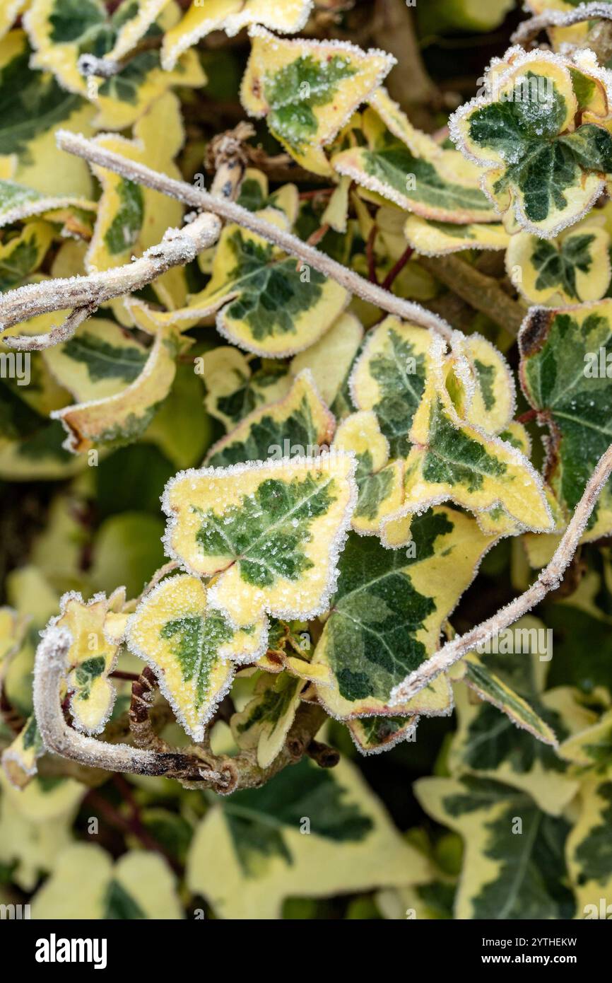 Natural close up, semi-abstract, plant portrait of Hedera Helix ...