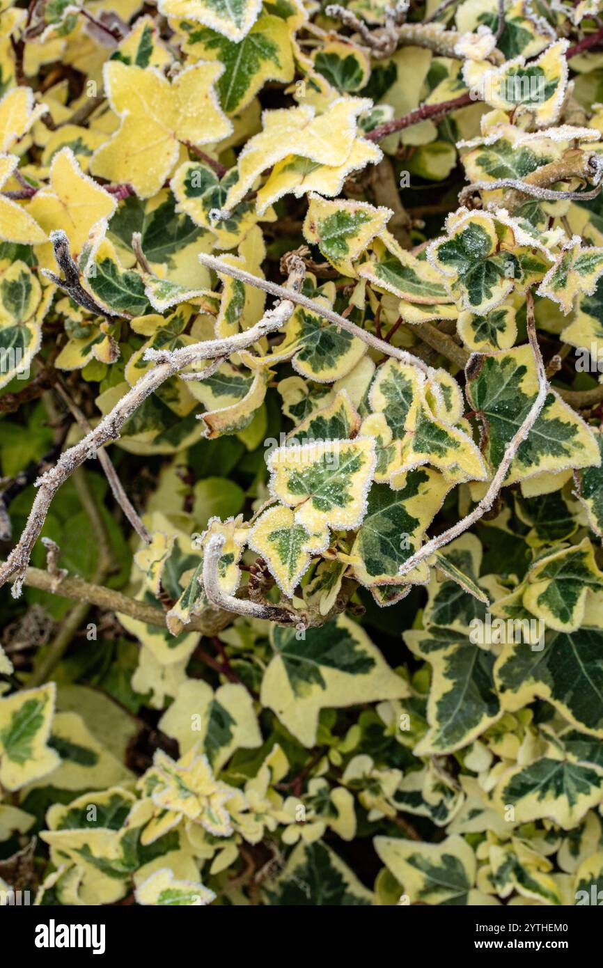 Natural close up, semi-abstract, plant portrait of Hedera Helix ...