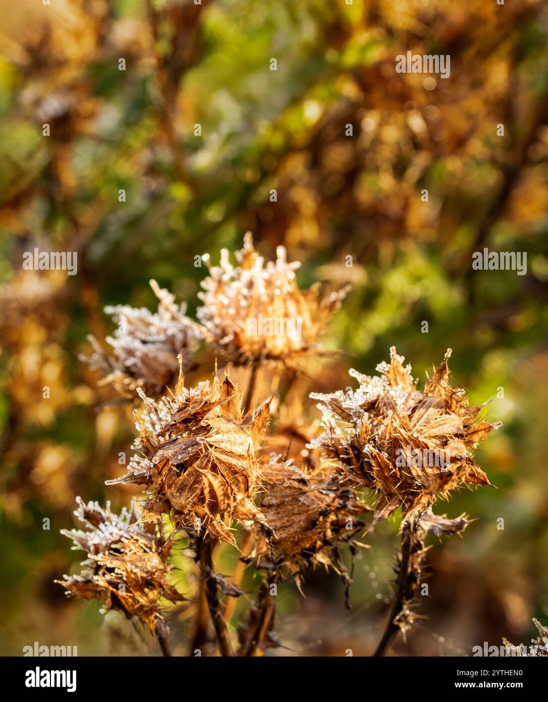 Frost tinged natural close up plant portrait of Berkheya purpurea seed ...