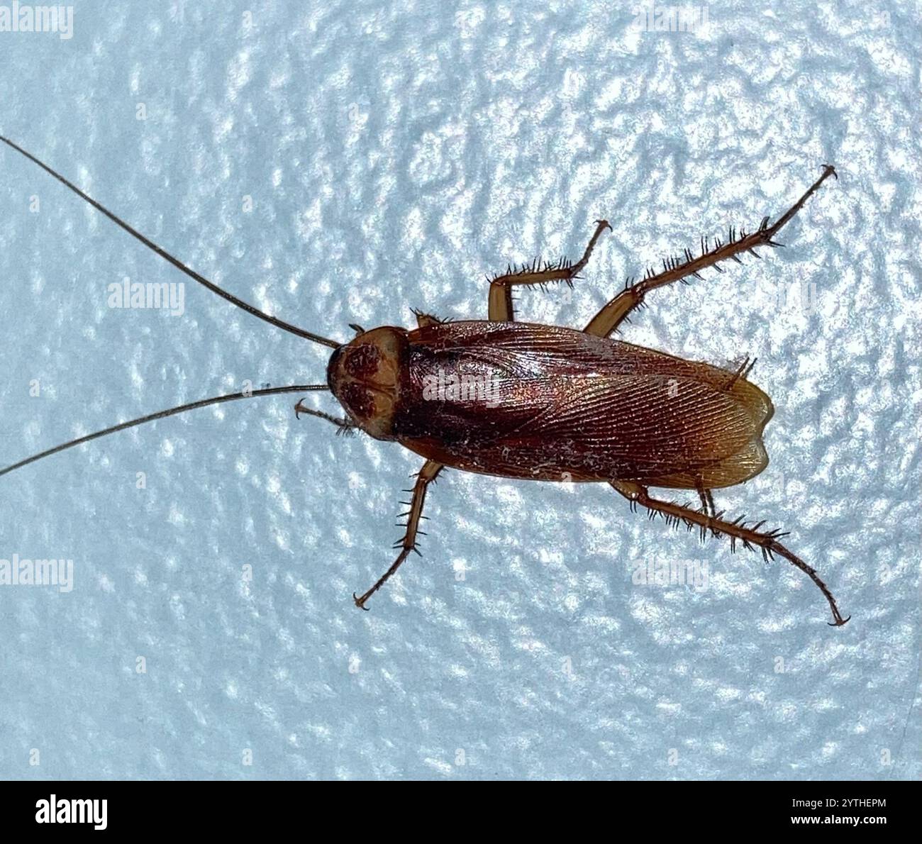 American Cockroach (Periplaneta americana Stock Photo - Alamy