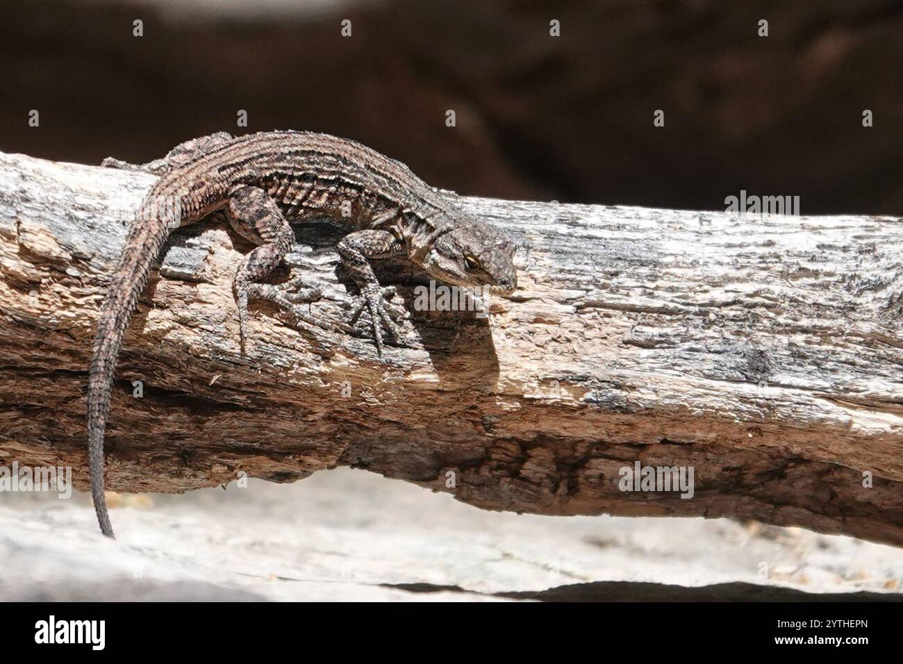 Ornate Tree Lizard (Urosaurus ornatus Stock Photo - Alamy