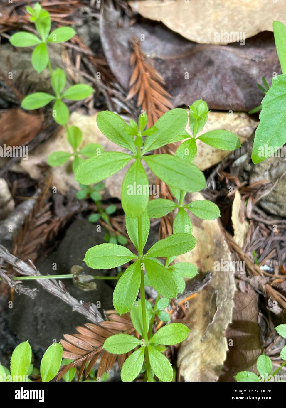 fragrant bedstraw (Galium triflorum Stock Photo - Alamy