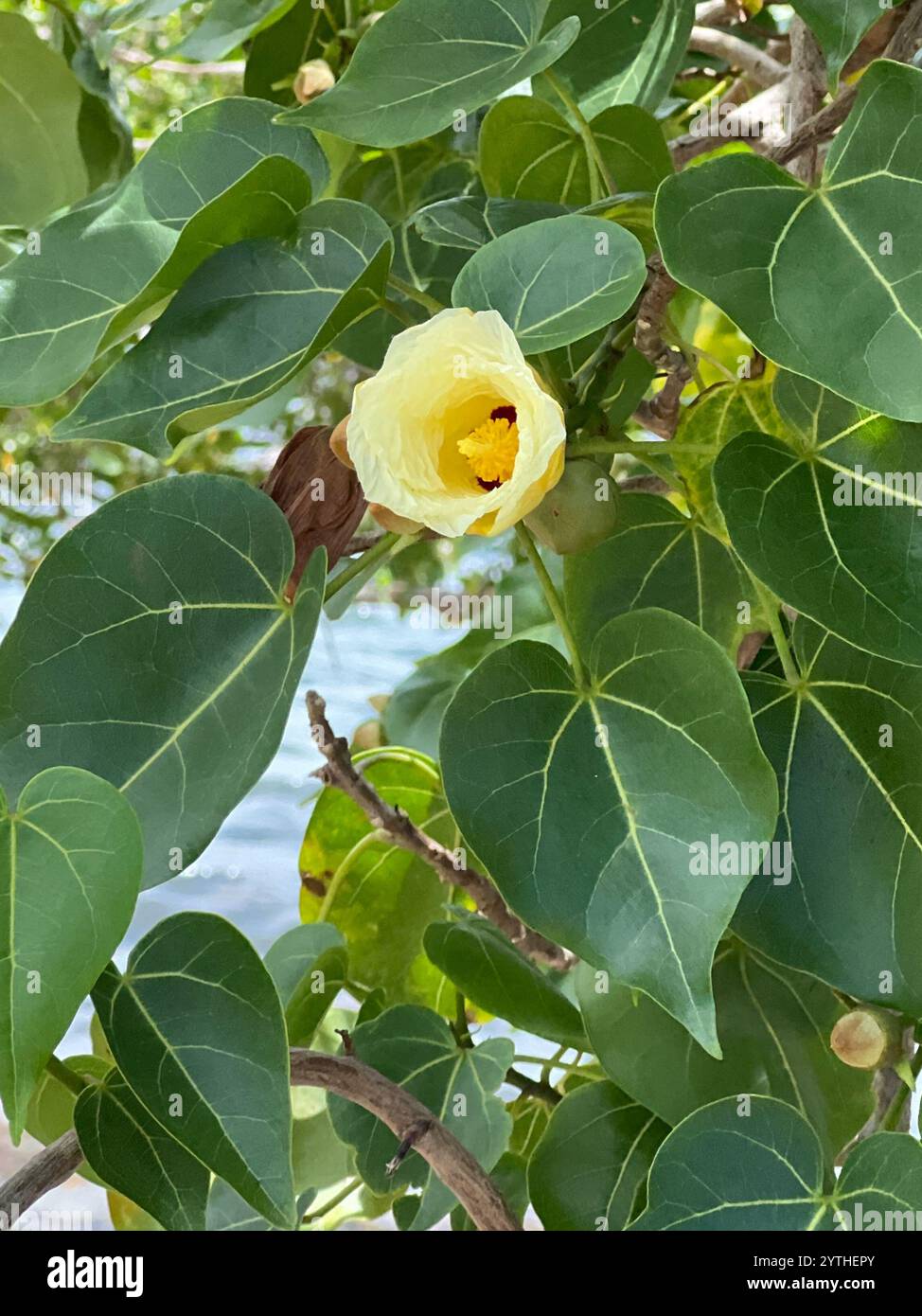 Thespesia populnea portia tree hi-res stock photography and images - Alamy