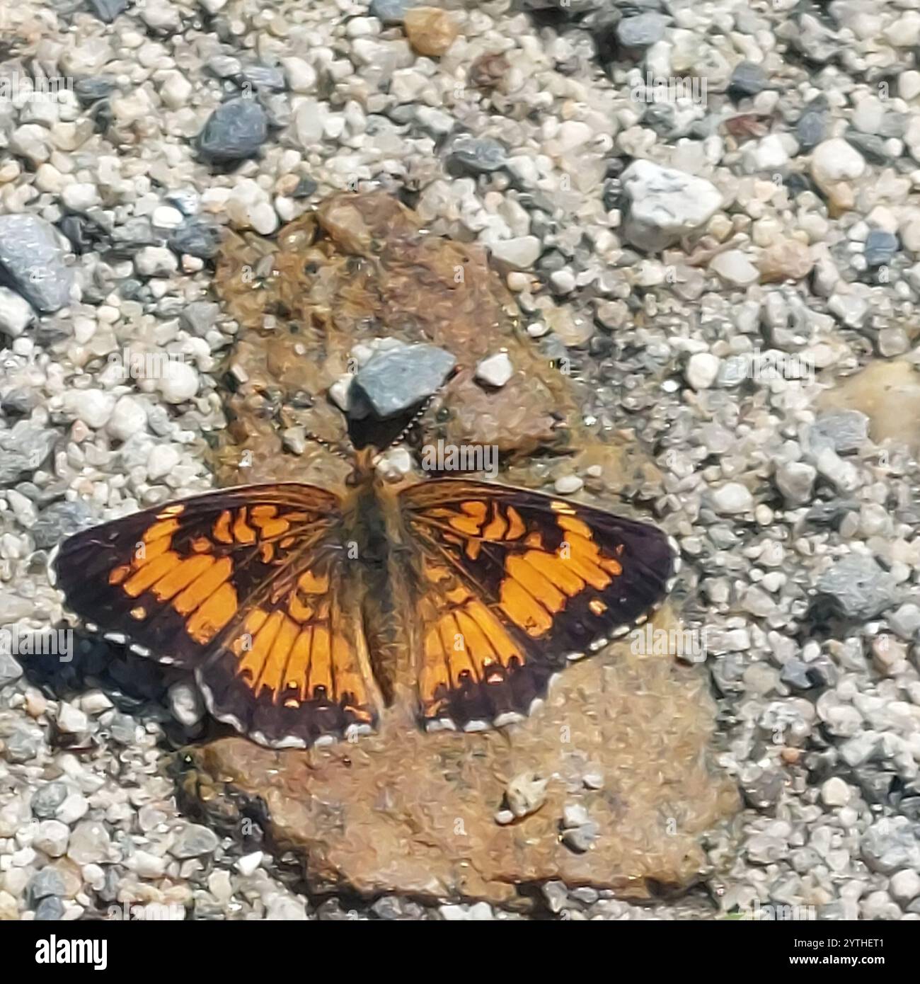 Chlosyne harrisii hi-res stock photography and images - Alamy