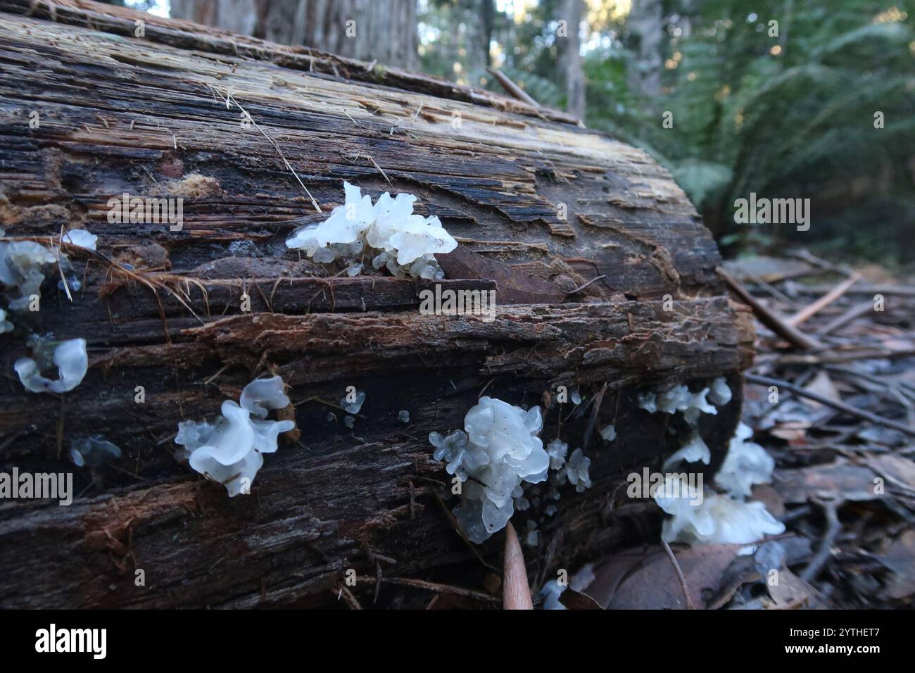 snow fungus (Tremella fuciformis Stock Photo - Alamy