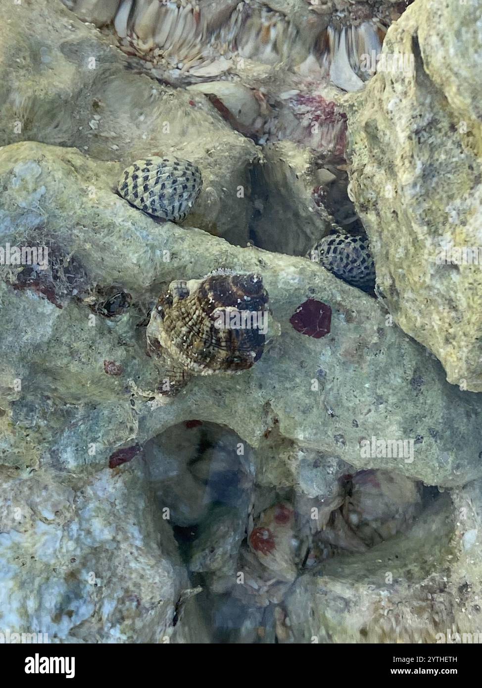 Cymatiid Triton Snails (Cymatiidae Stock Photo - Alamy