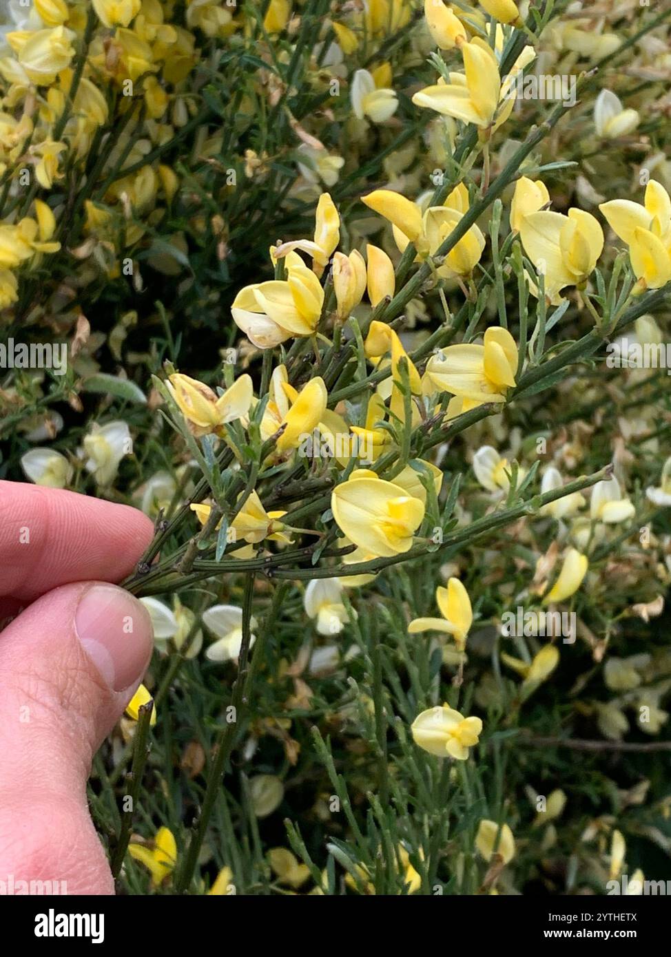 white Spanish broom (Cytisus multiflorus Stock Photo - Alamy
