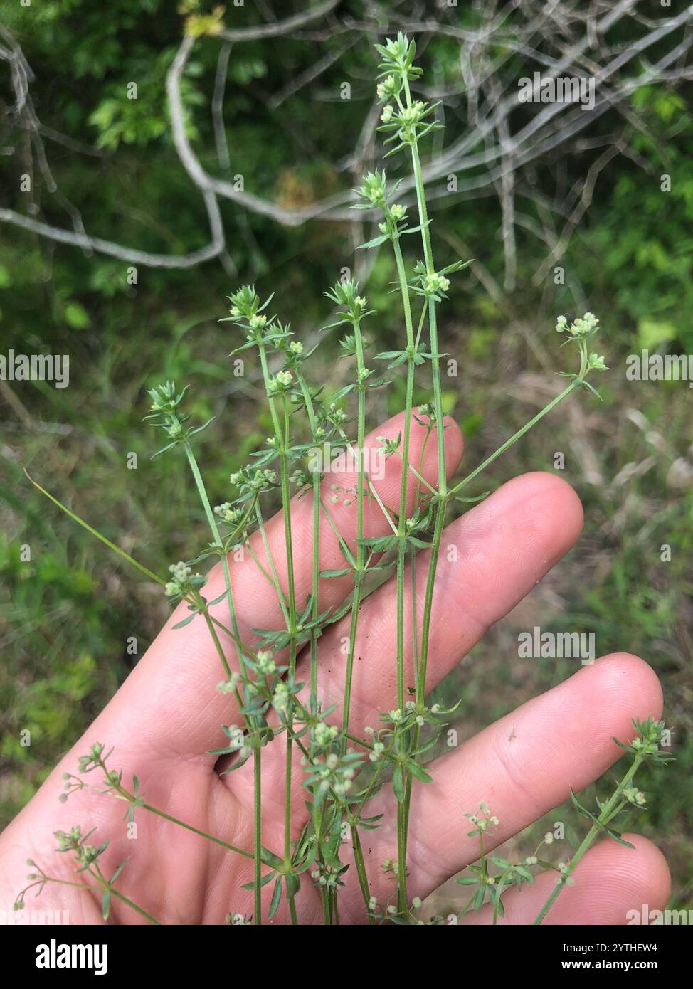 Wall Bedstraw (Galium parisiense Stock Photo - Alamy