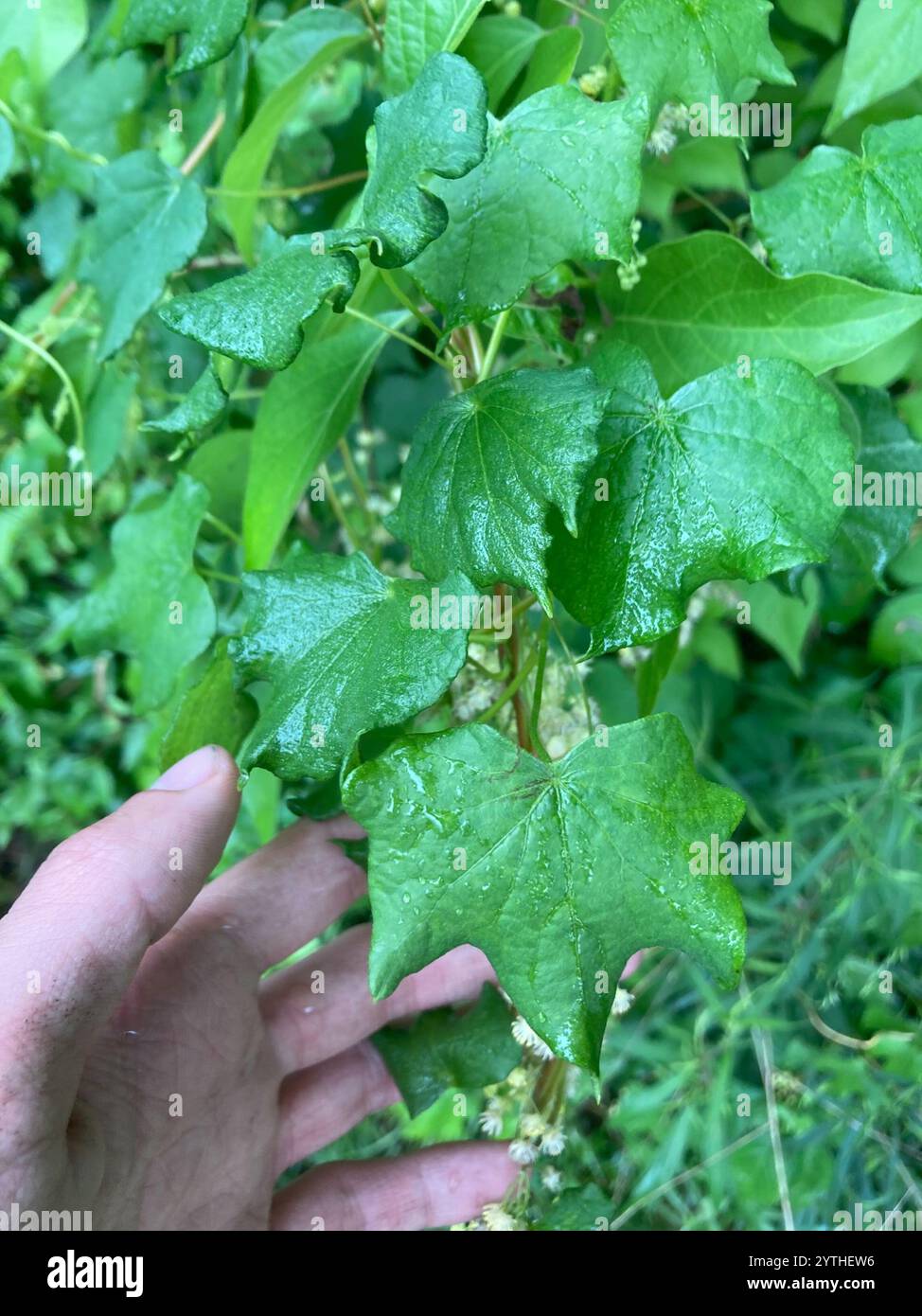 moonseed (Menispermum canadense Stock Photo - Alamy