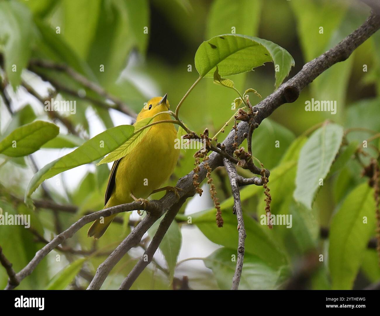 Yellow Warbler (Setophaga petechia Stock Photo - Alamy