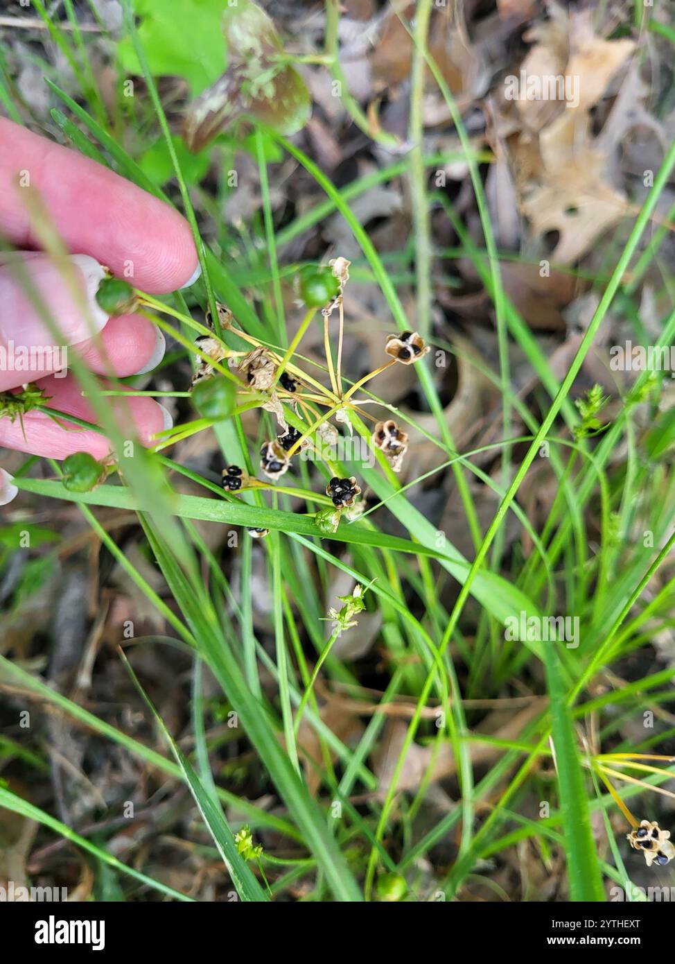 Hairy Fimbristylis (Fimbristylis puberula Stock Photo - Alamy