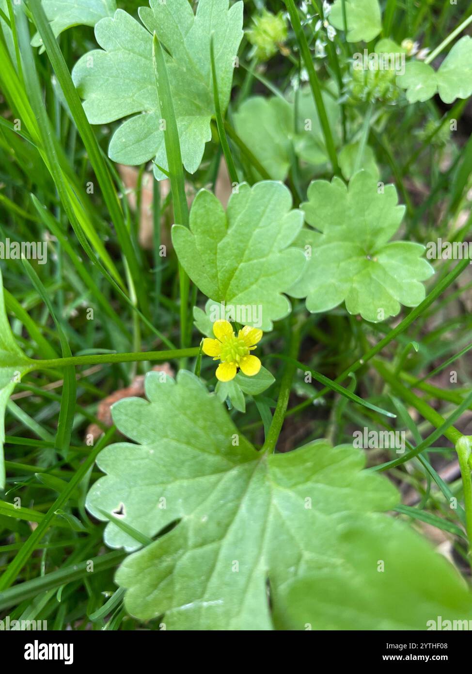 Rough fruited buttercup hi-res stock photography and images - Alamy