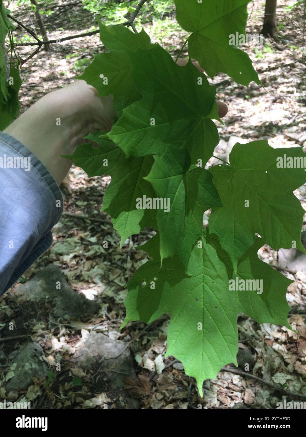 black maple (Acer nigrum Stock Photo - Alamy