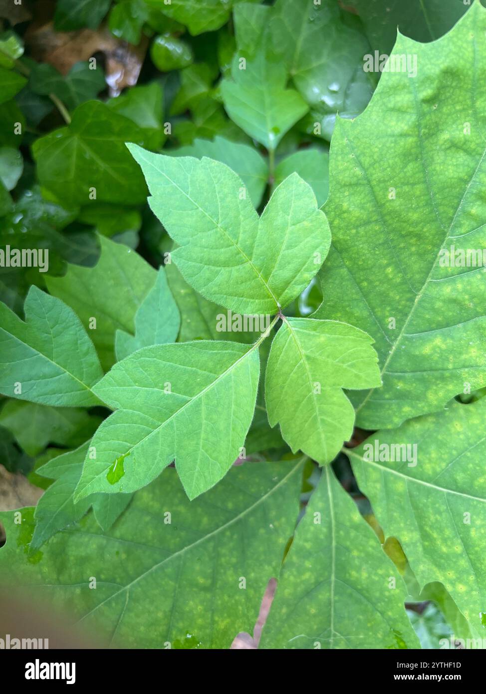 eastern poison ivy (Toxicodendron radicans Stock Photo - Alamy