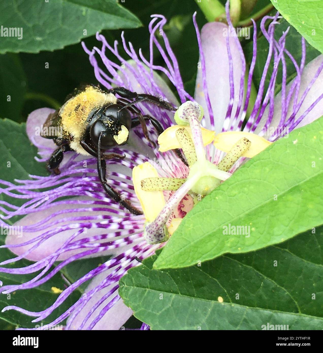 Virginia Carpenter Bee (Xylocopa virginica virginica Stock Photo - Alamy