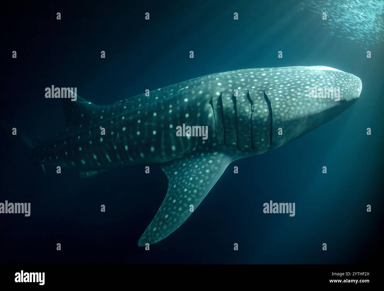 Eye level with a whale shark. It's distinctive spotted pattern is ...