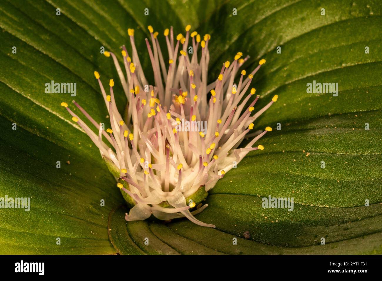 Very close up plant portrait of Massonia Pustulata 'Purple Heart ...