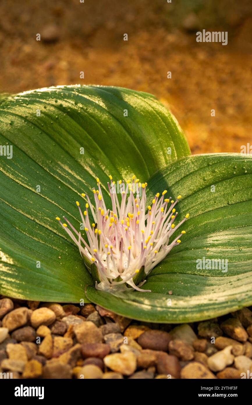 Massonia pustulata purple heart hi-res stock photography and images - Alamy