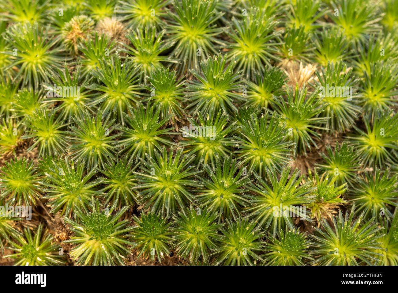 Striking natural patterns of.deceptively beautiful Draba Sphaeroides ...