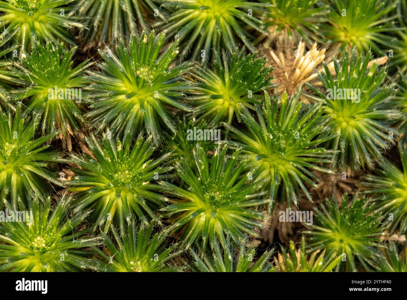 Striking natural patterns of.deceptively beautiful Draba Sphaeroides ...