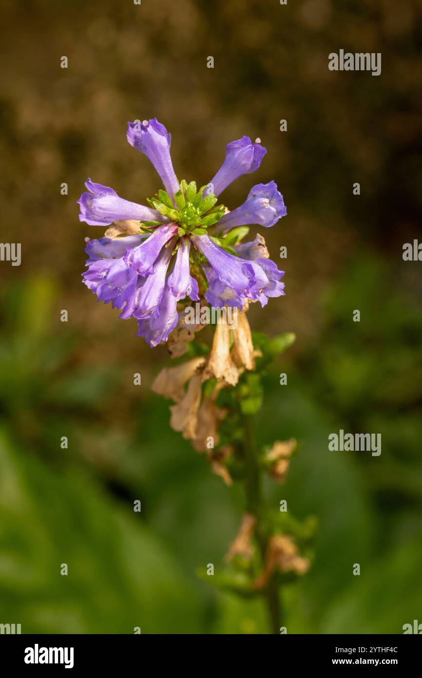 Natural close up single flowering spike of Primula Marginata. attention ...