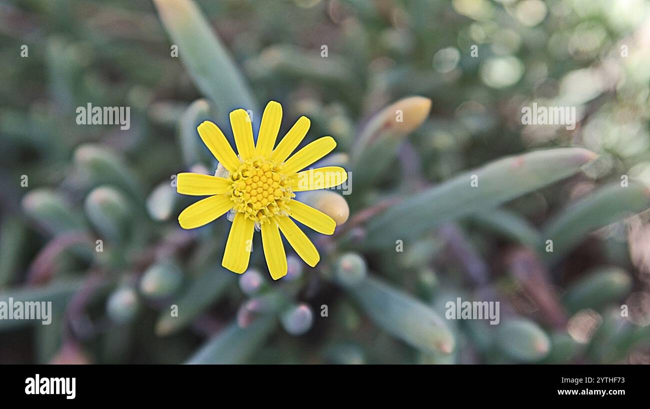 Little Pickles (Crassothonna capensis Stock Photo - Alamy