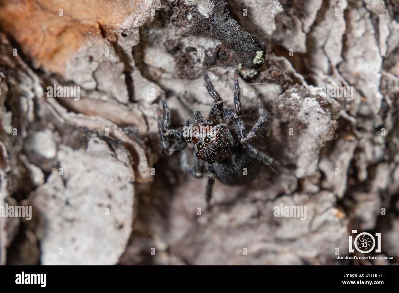 flea jumping spider (Naphrys pulex Stock Photo - Alamy