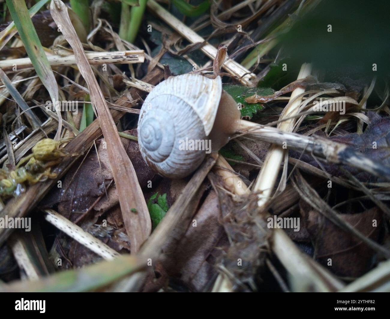 Allogona townsendiana hi-res stock photography and images - Alamy