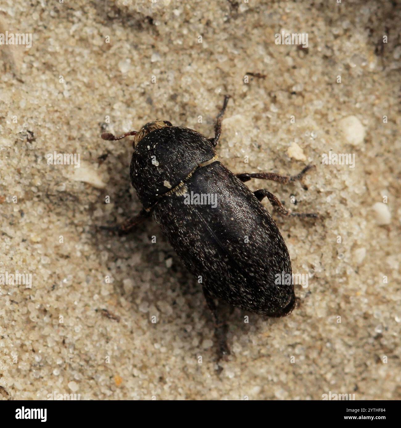 Dermestes laniarius hi-res stock photography and images - Alamy