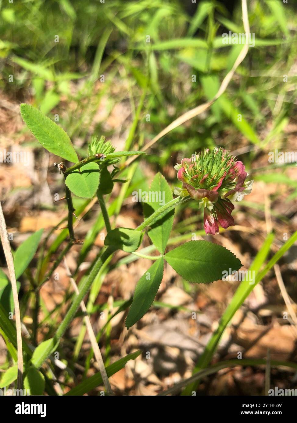 buffalo clover (Trifolium reflexum Stock Photo - Alamy