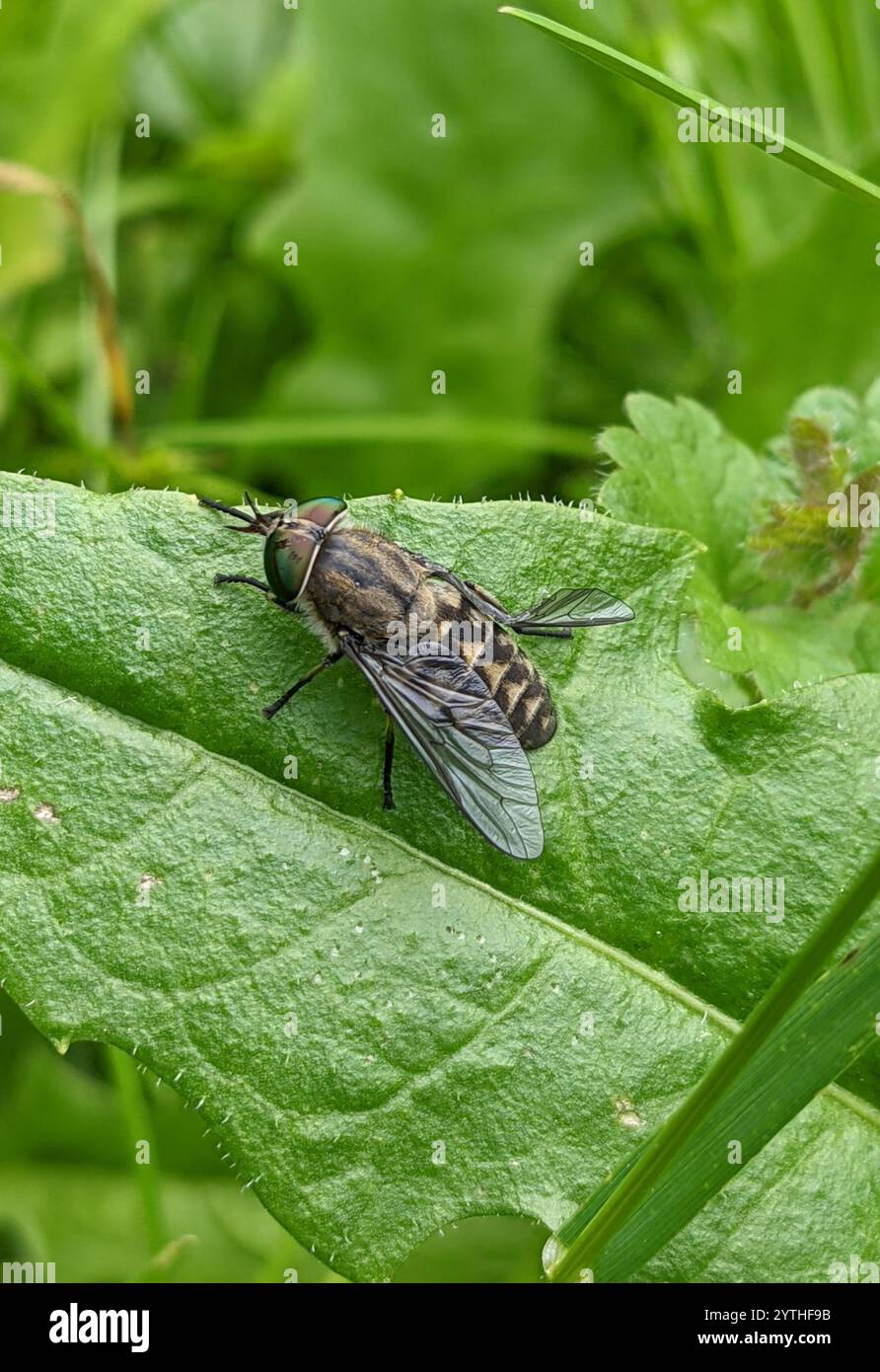 Dark Giant Horse Fly (Tabanus sudeticus Stock Photo - Alamy