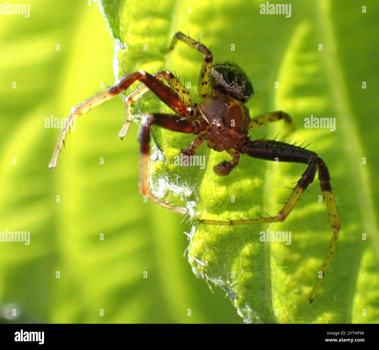Crab Spiders (Thomisidae Stock Photo - Alamy