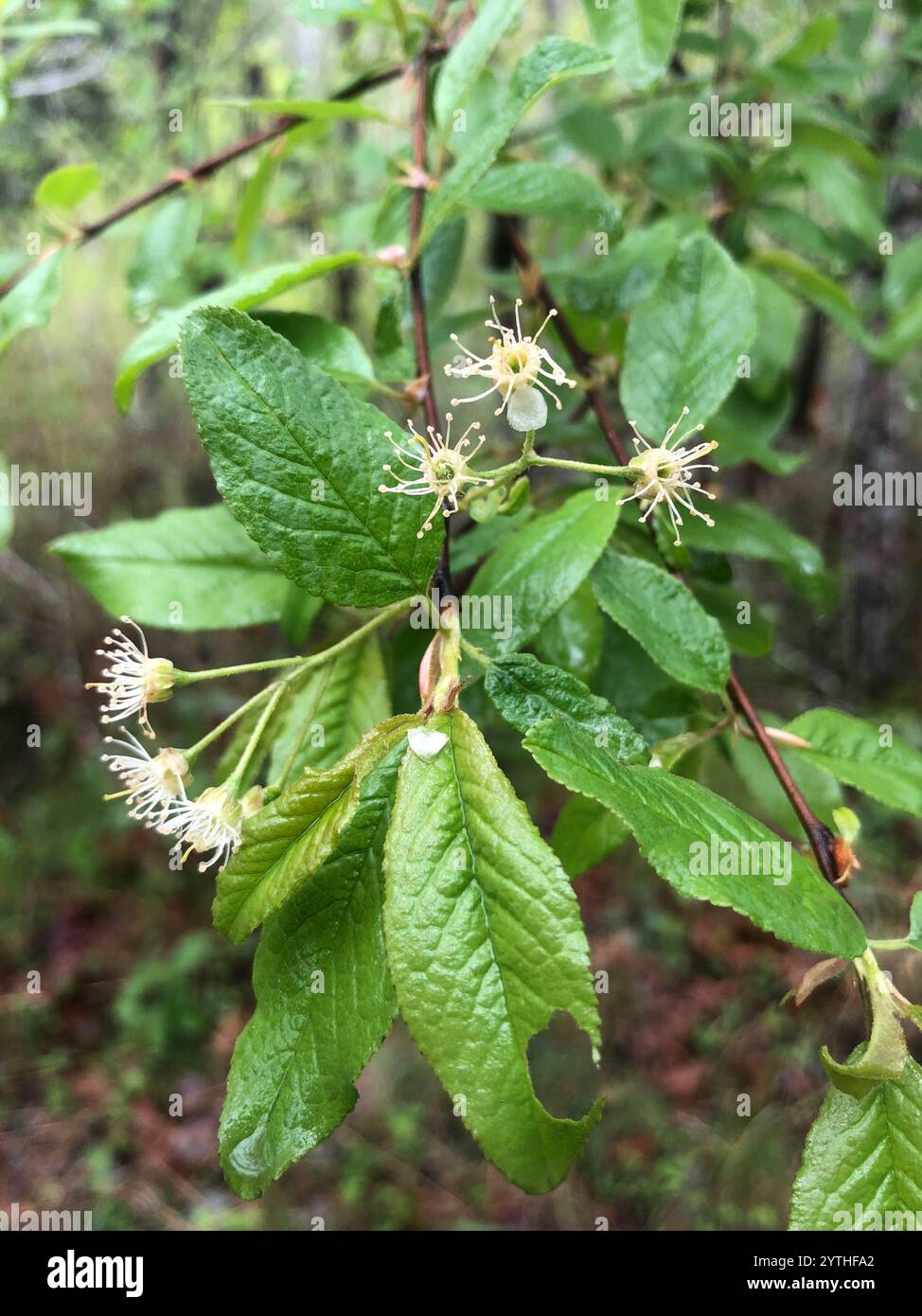 Prunus emarginata hi-res stock photography and images - Alamy