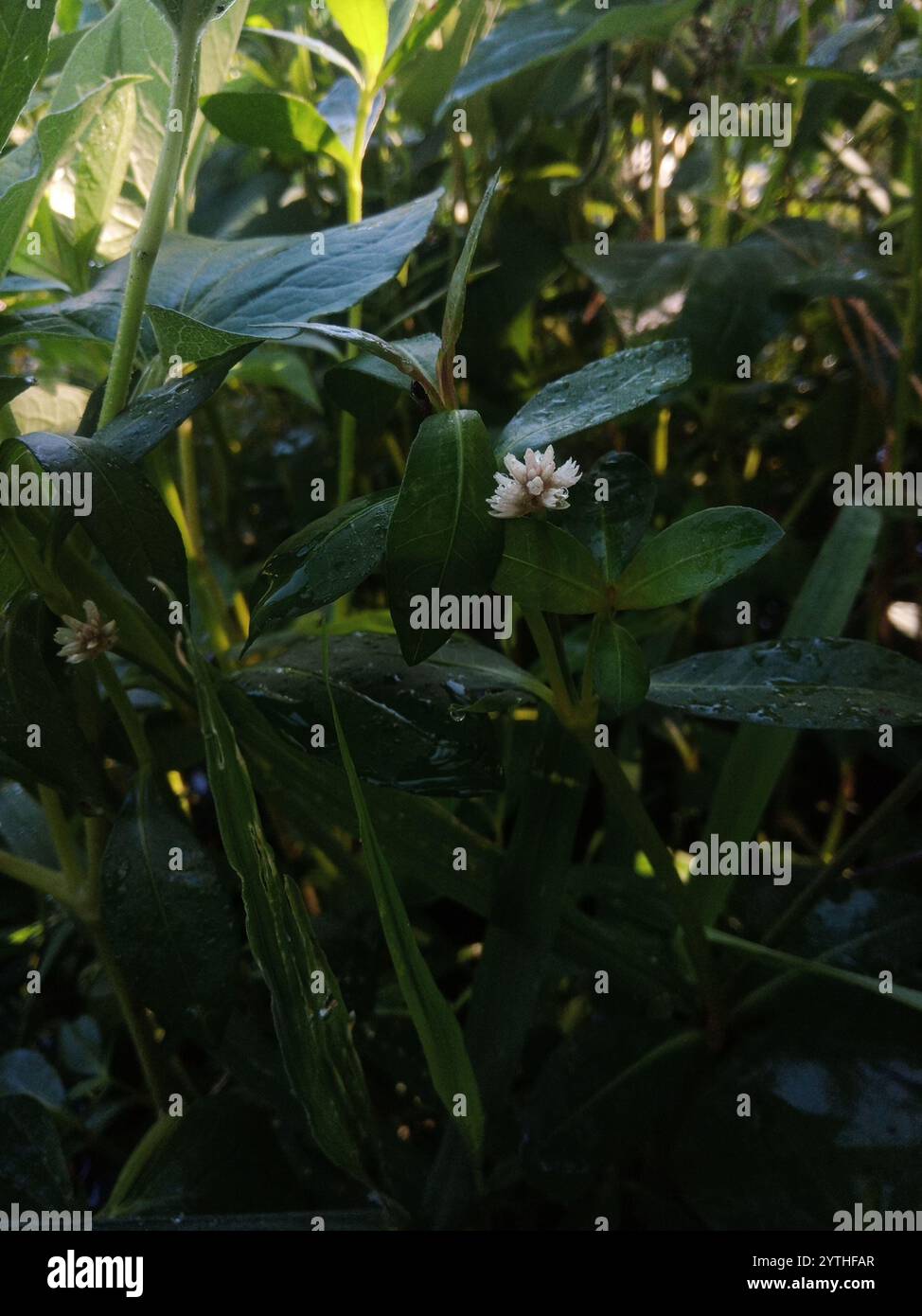 Philoxeroides hi-res stock photography and images - Alamy