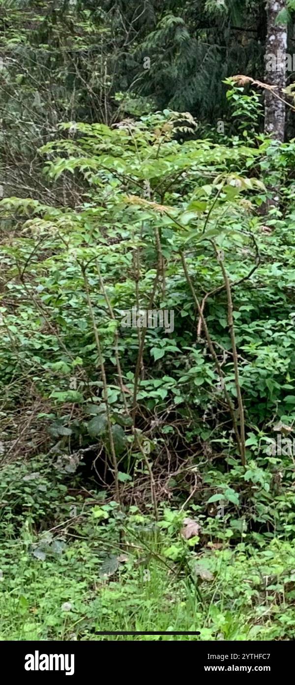 Japanese angelica tree (Aralia elata Stock Photo - Alamy
