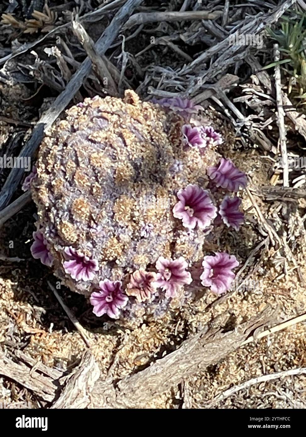 desert Christmas tree (Pholisma arenarium Stock Photo - Alamy