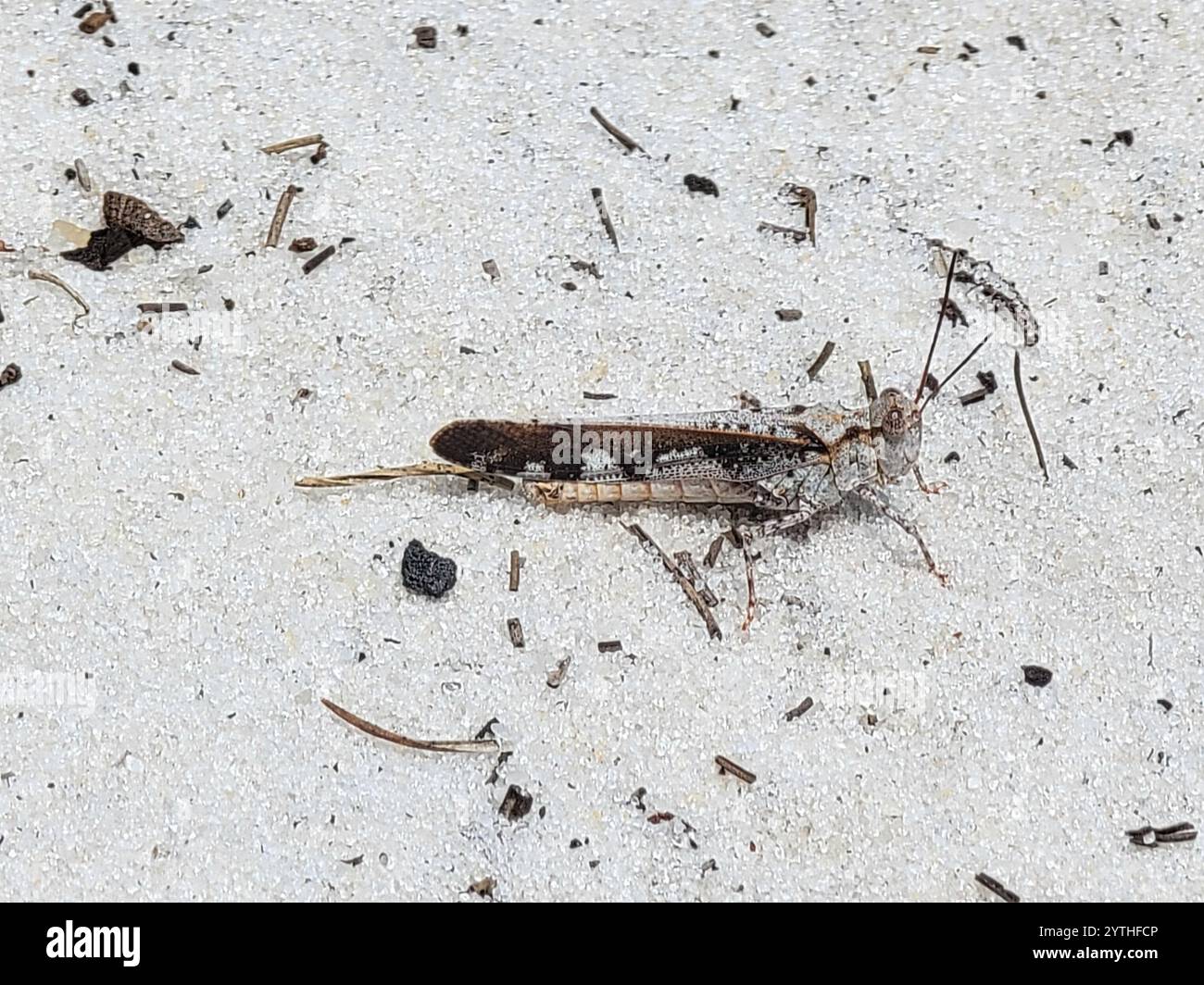 Southern Marbled Grasshopper (Spharagemon marmoratum pictum Stock Photo ...