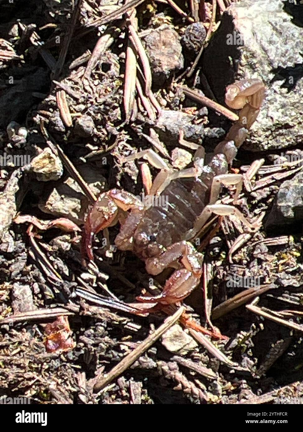 Western Forest Scorpion (Uroctonus mordax Stock Photo - Alamy