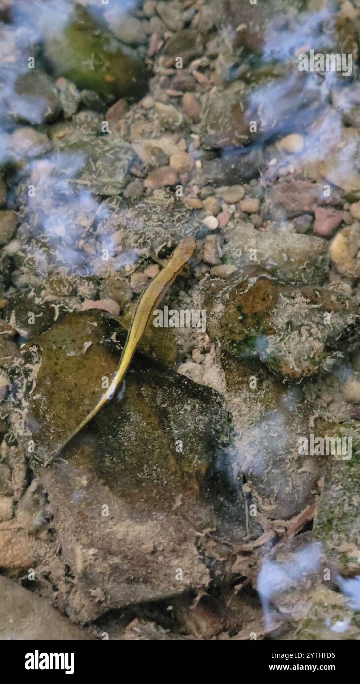 Southern Two-lined Salamander (Eurycea cirrigera Stock Photo - Alamy
