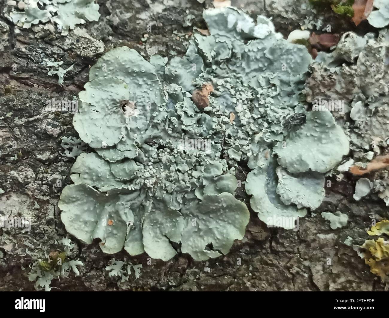 Speckled Shield Lichens (Punctelia Stock Photo - Alamy