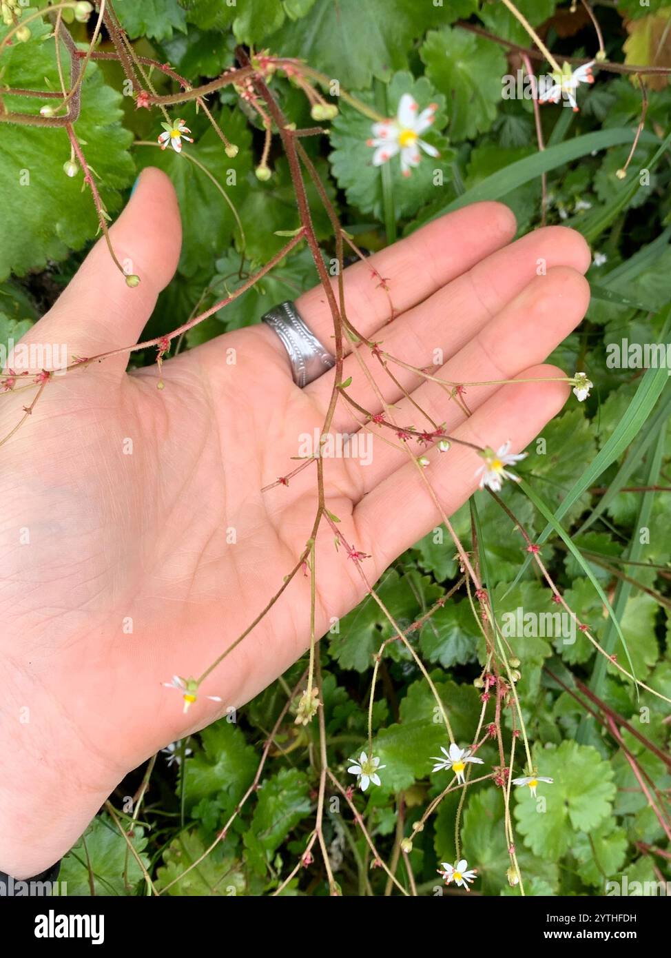 wood saxifrage (Saxifraga mertensiana Stock Photo - Alamy