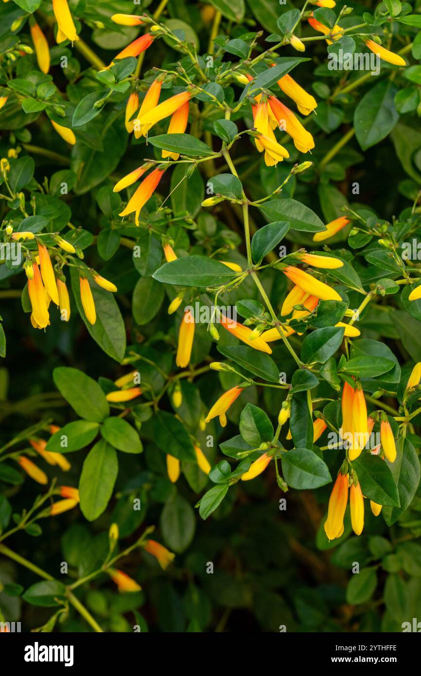 Natural close up flowering plant portrait of the prolifically blooming ...