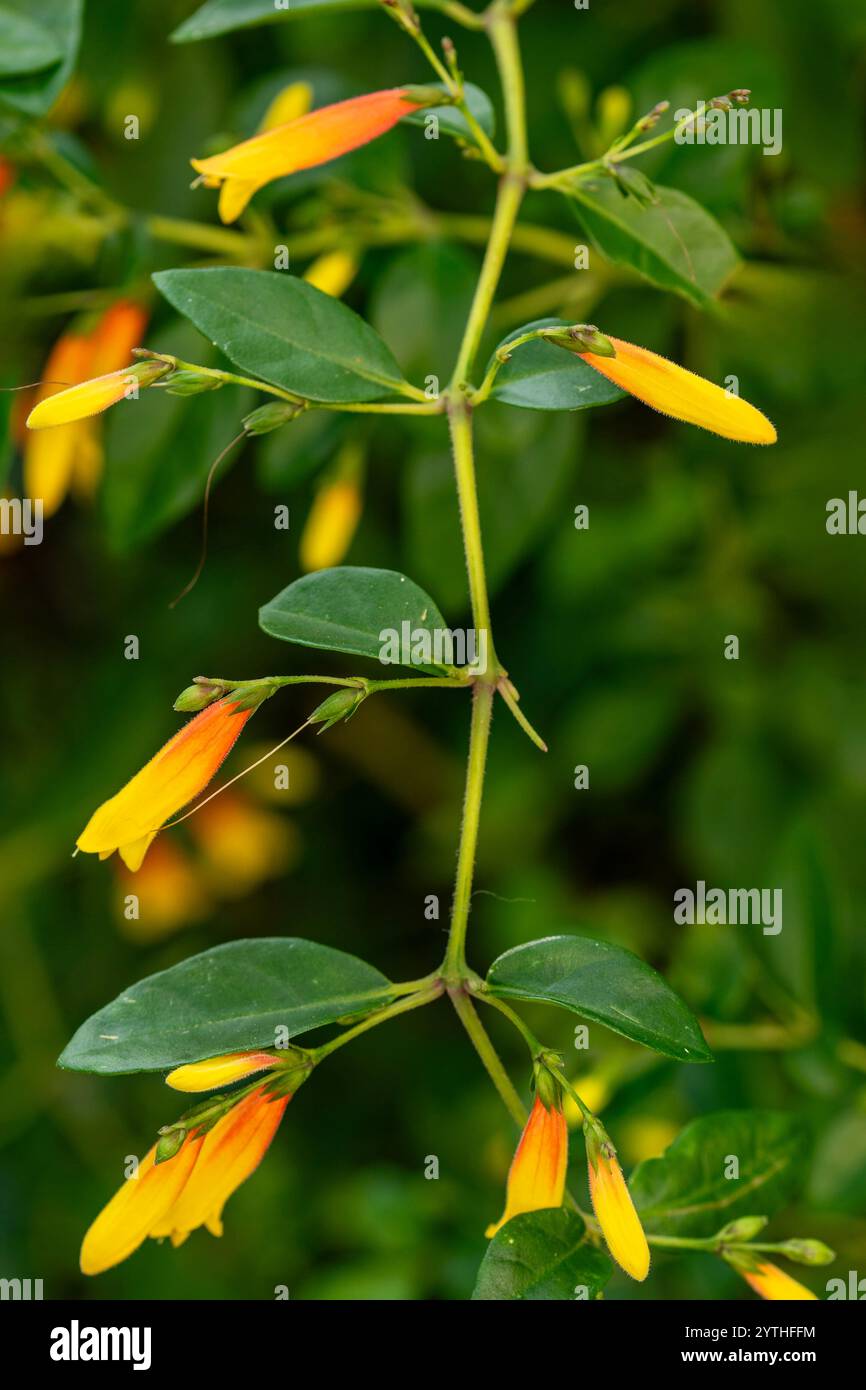 Natural close up flowering plant portrait of the prolifically blooming ...