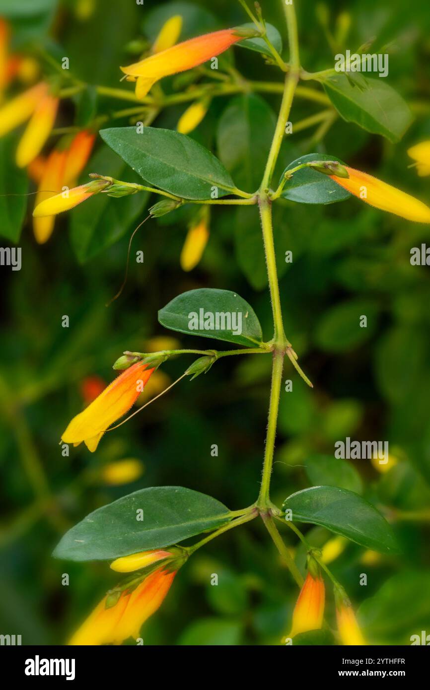 Natural close up flowering plant portrait of the prolifically blooming ...