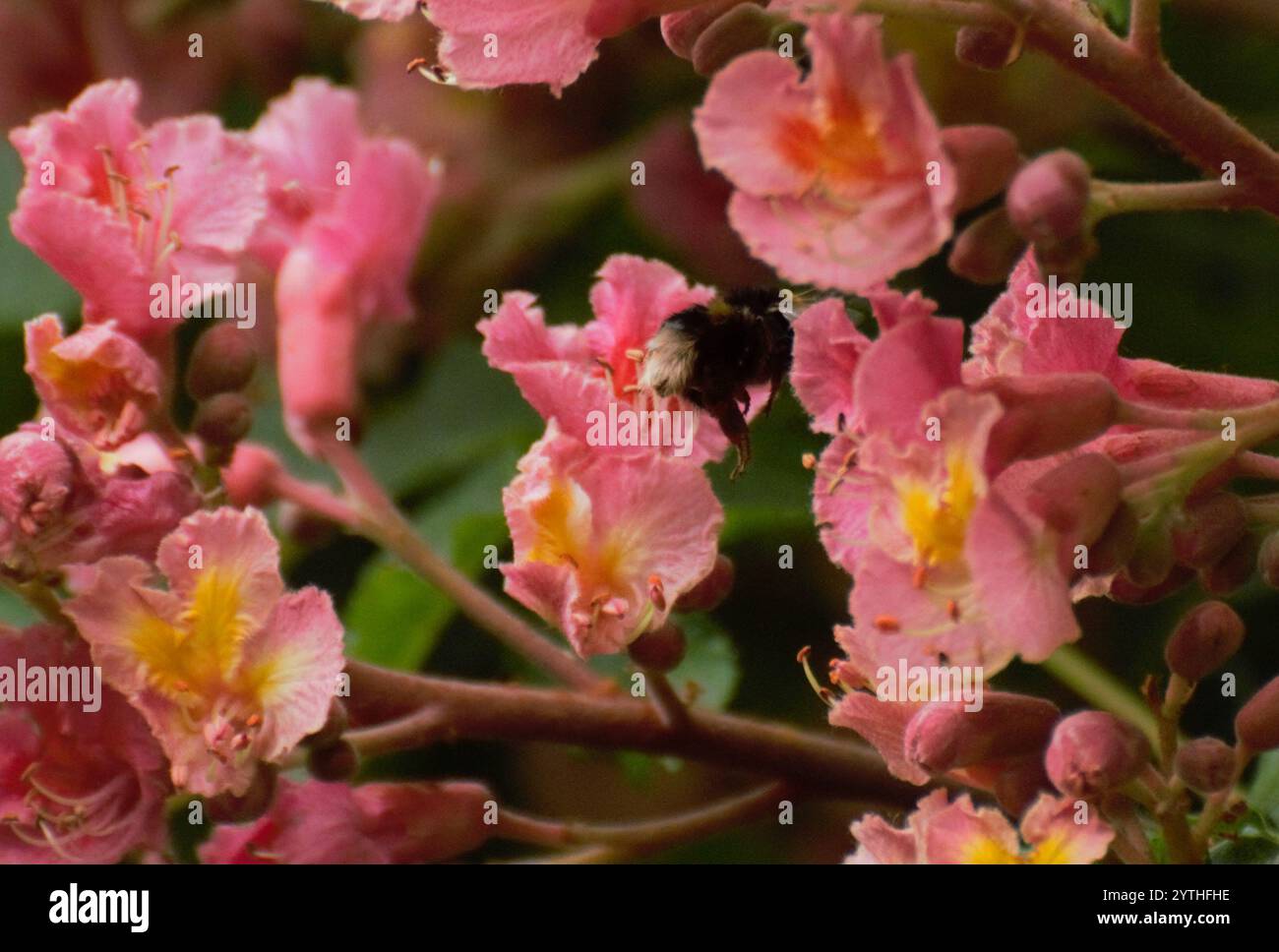 Buff-tailed Bumble Bee (Bombus terrestris Stock Photo - Alamy