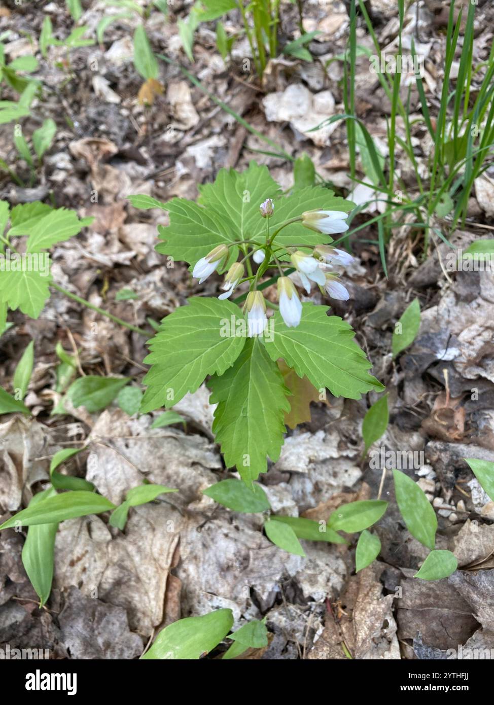 Two-leaved Toothwort (Cardamine diphylla Stock Photo - Alamy