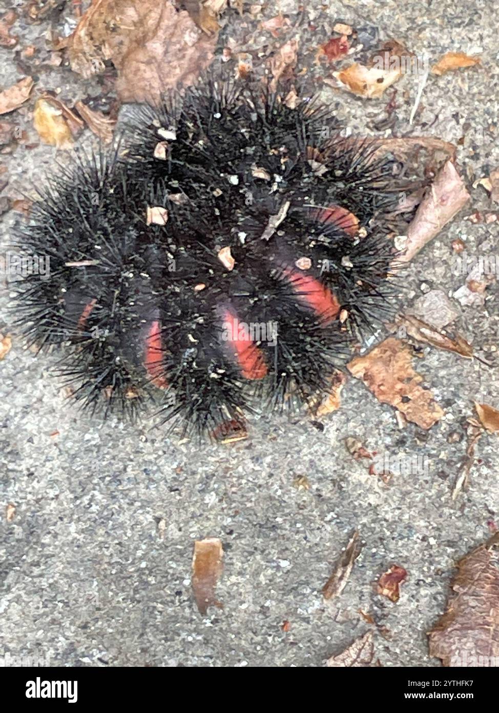 Giant Leopard Moth (Hypercompe scribonia Stock Photo - Alamy