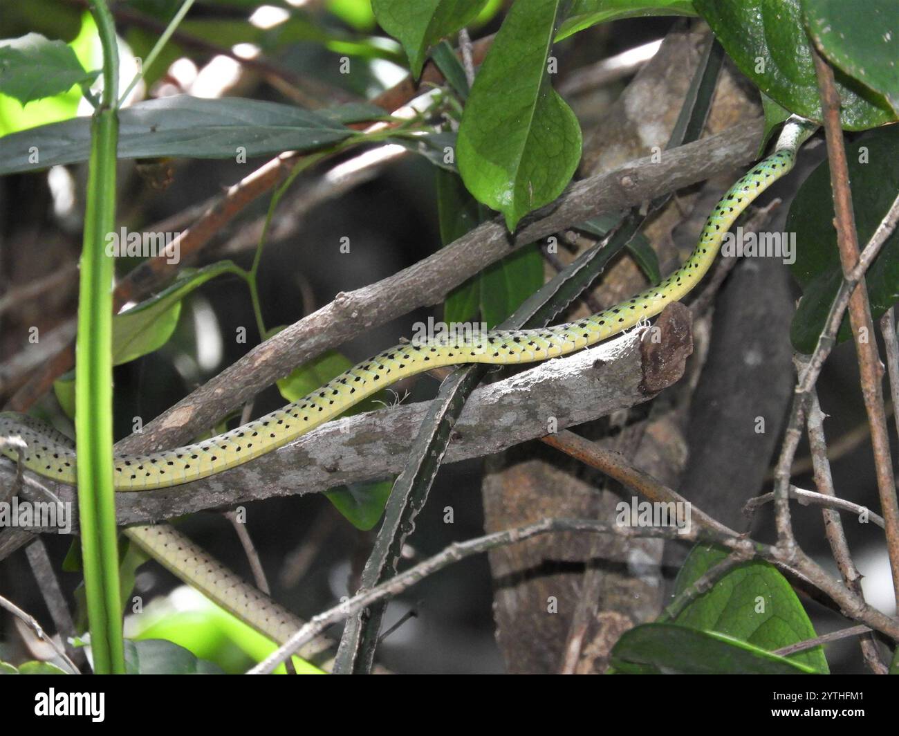 Spotted Bush Snake (Philothamnus semivariegatus Stock Photo - Alamy