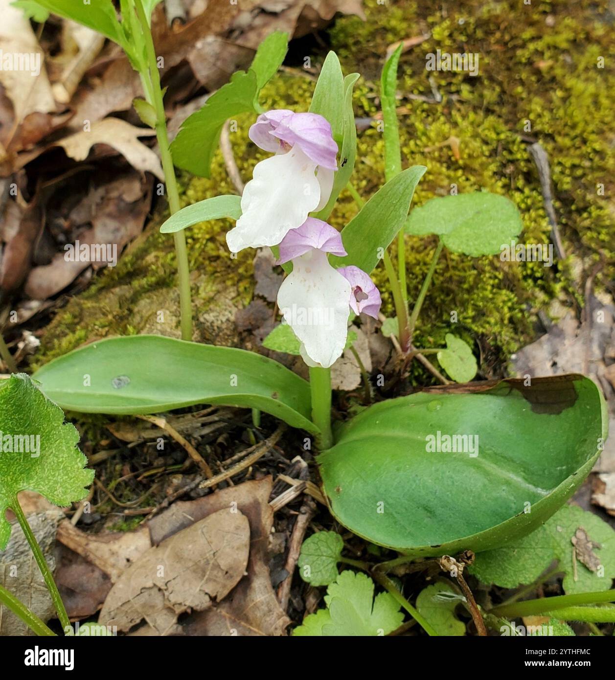 showy orchis (Galearis spectabilis Stock Photo - Alamy