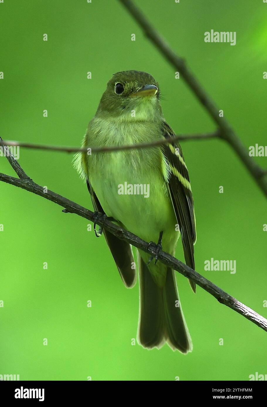 Acadian Flycatcher (Empidonax virescens Stock Photo - Alamy